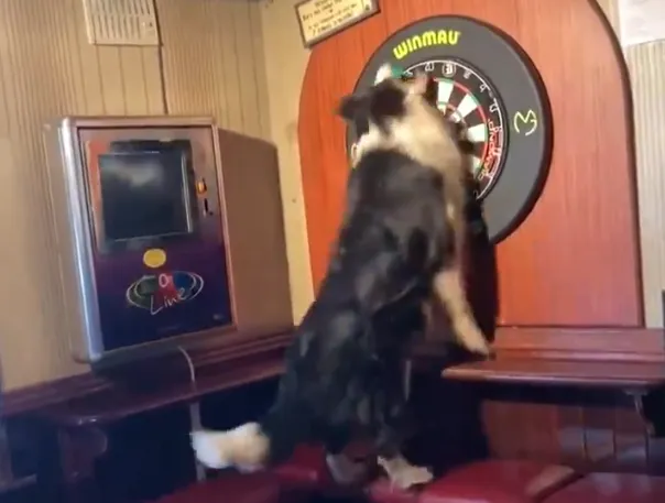 VIDEO: What if you used a dog to get your darts out of the board?