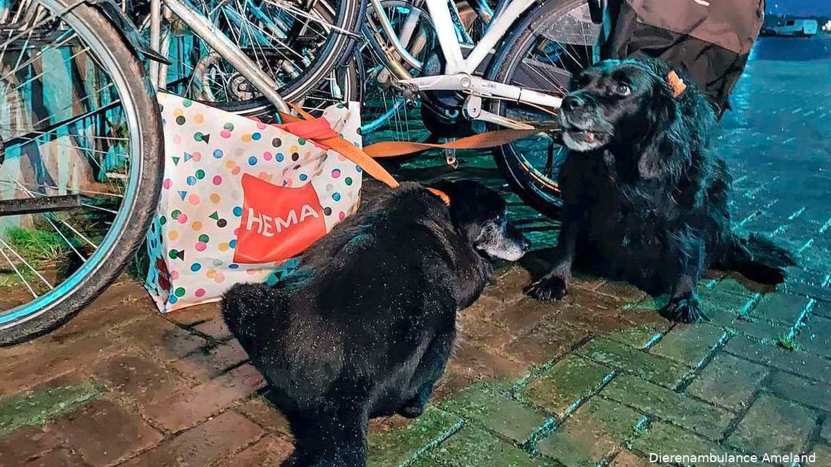 Dierenmishandeling op Ameland: Twee oudere honden vastgebonden en verlaten