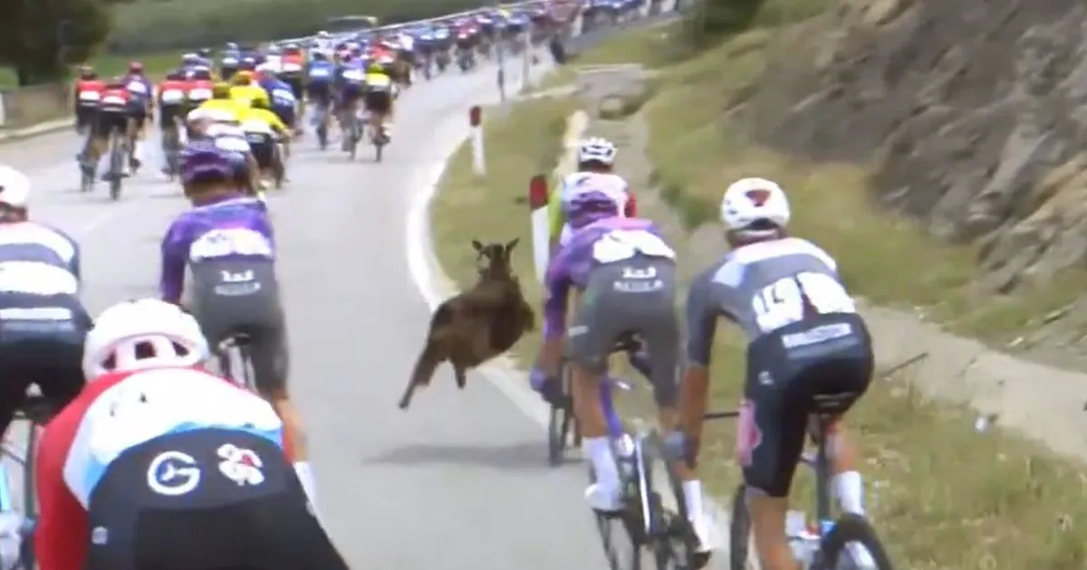 VIDEO: Wild goat forces peloton to take evasive action during 2025 Giro ...