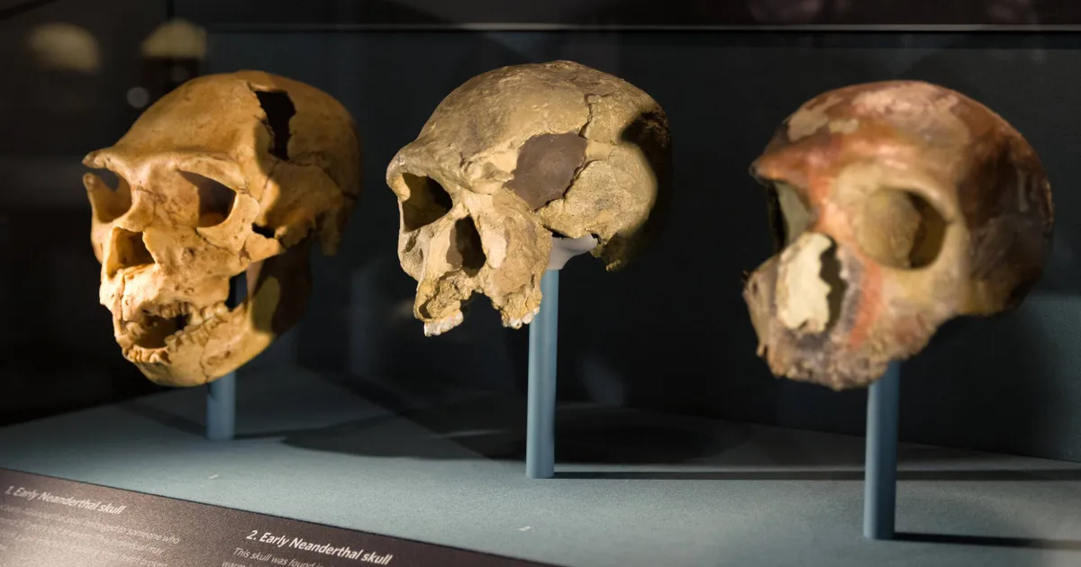 Human Population Split 1.5 Million Years Ago into Two Separate Groups ...
