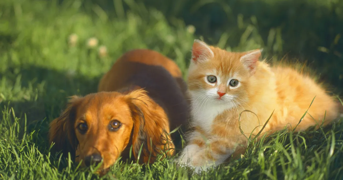 Zijn katten echt zulke einzelgängers of hebben ze eigenlijk best wel ...