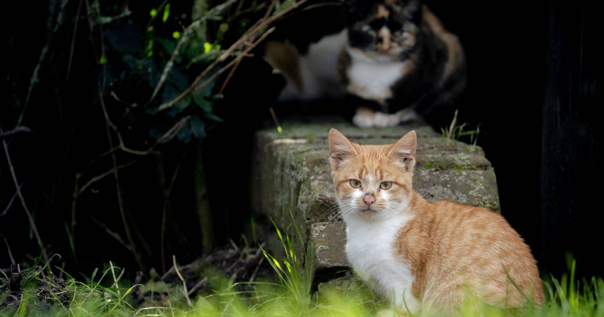 Nest kittens op geitenboerderij sterft aan vogelgriep: hoe groot is het ...