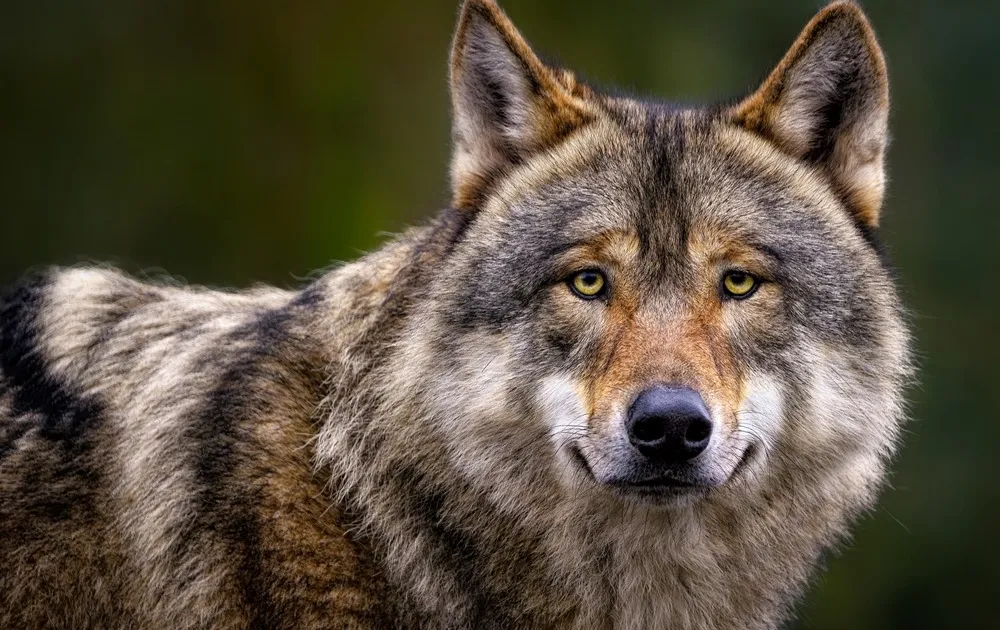 Wolf kan prima leven in de Biesbosch