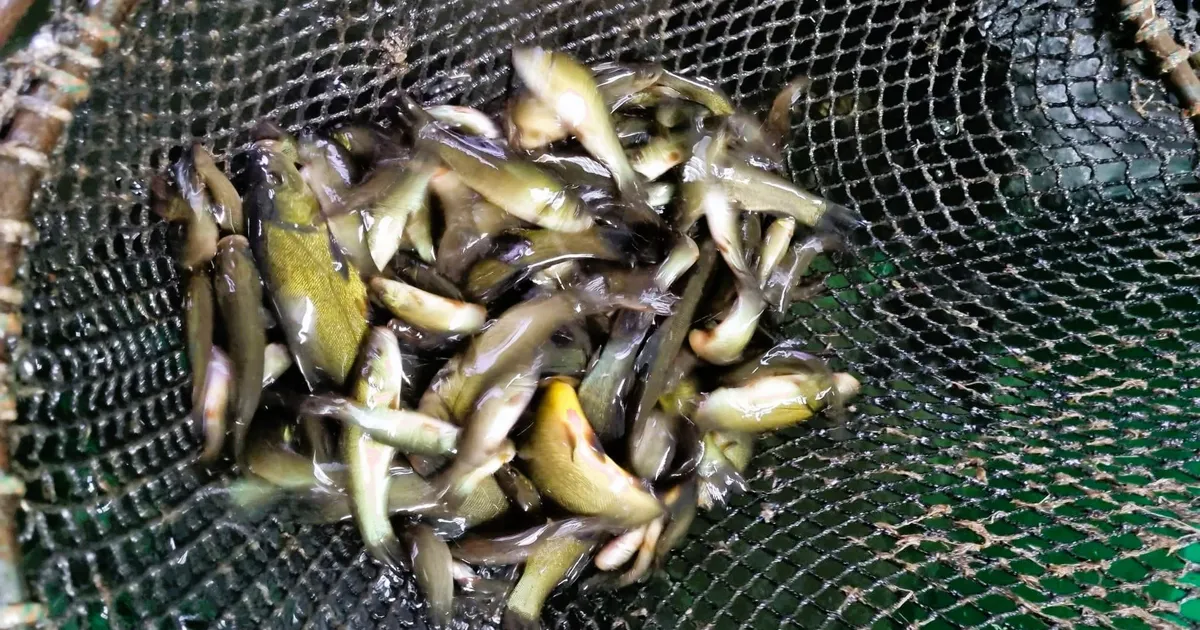 Lietuvos ežerus pasiekė Simne užaugę lynai