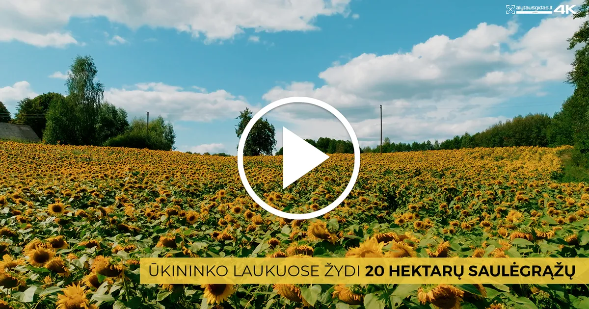 Ūkininko laukuose žydi 20 hektarų saulėgrąžų