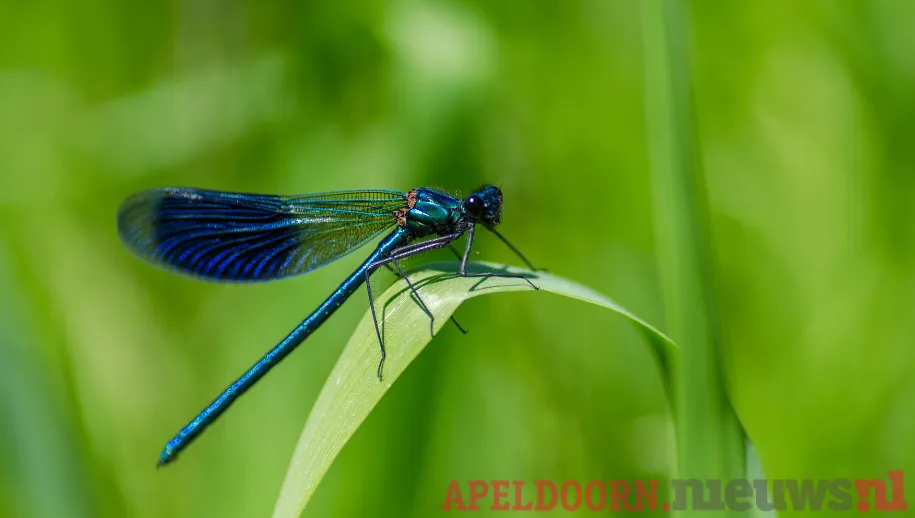 Ontdek bijzondere plant- en diersoorten in de natuuratlas van Apeldoorn