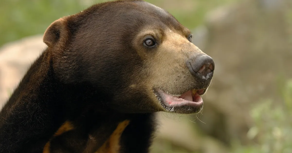 Geboorte van derde Maleise beer in Burgers' Zoo een wonder