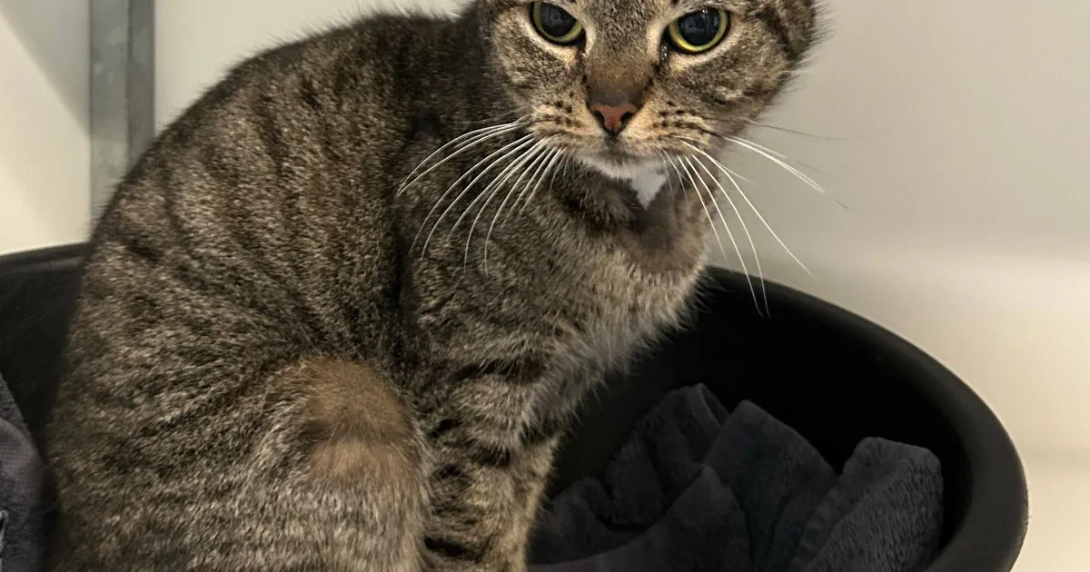 Poes Daantje is op zoek naar een baasje