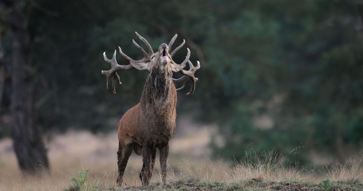 Beleef de bronst in het Park De Hoge Veluwe