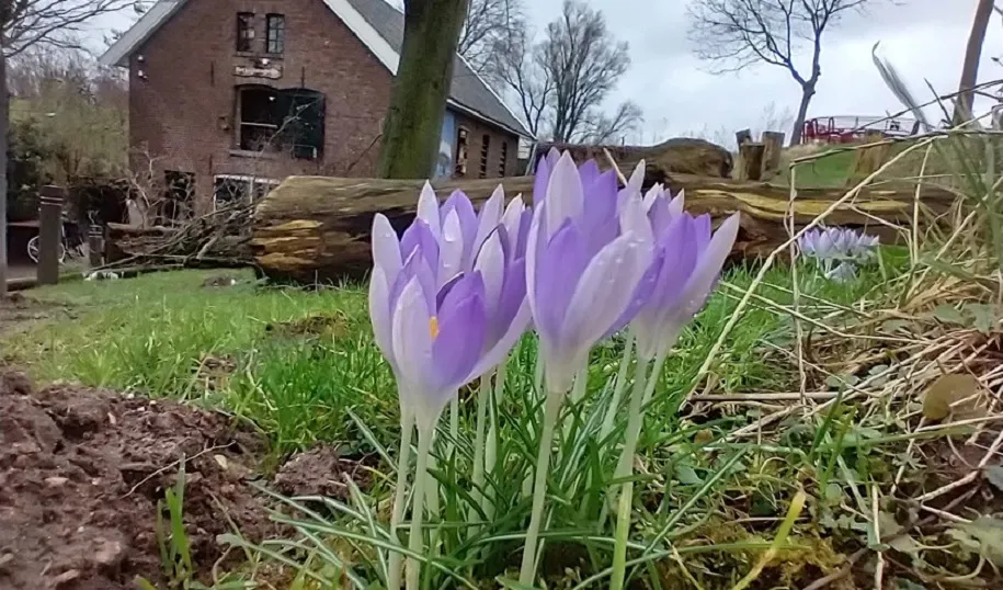 Boomspiegelfeest: krokussen planten en gratis bollen