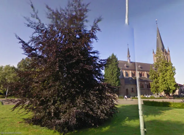 Particuliere bomen kappen wordt vergunningsvrij