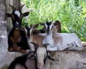 Maatregelen tegen Q-koorts voor schapen en geiten