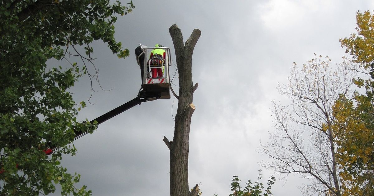 Vervanging bomen in de gemeente Beuningen