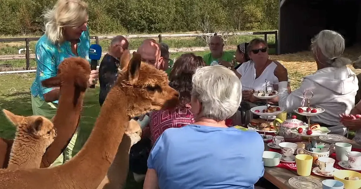 Scootmobielclub Velsen geniet van High Tea tussen de alpaca’s in Beverwijk