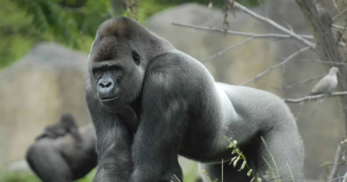 Nederlands bekendste gorilla Bokito overleden