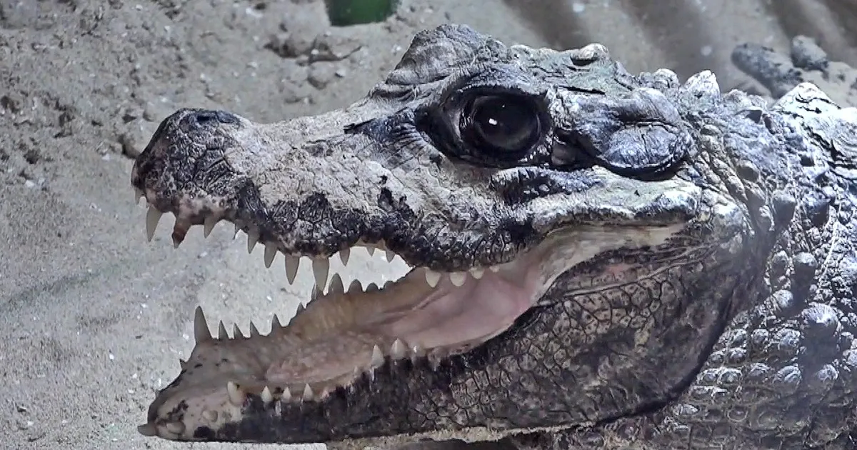 Nieuw onderkomen voor krokodil Wilma in Animal Farm Beverwijk