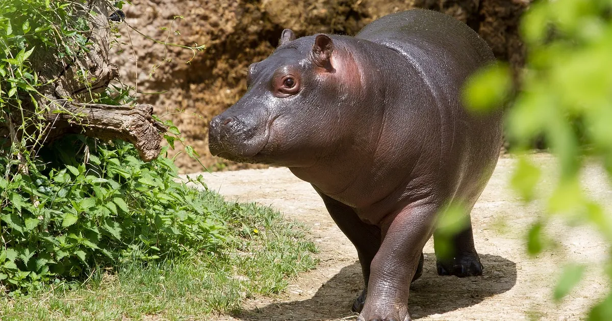 MOODENG daalt 60% in acht dagen - Hoe komt dit?