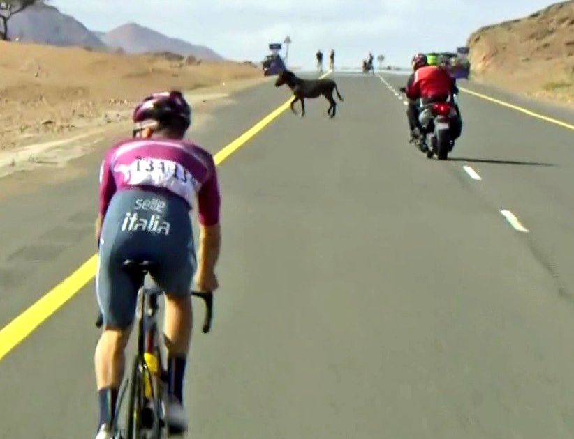 Saudi Tour sees donkey crossing on stage 3