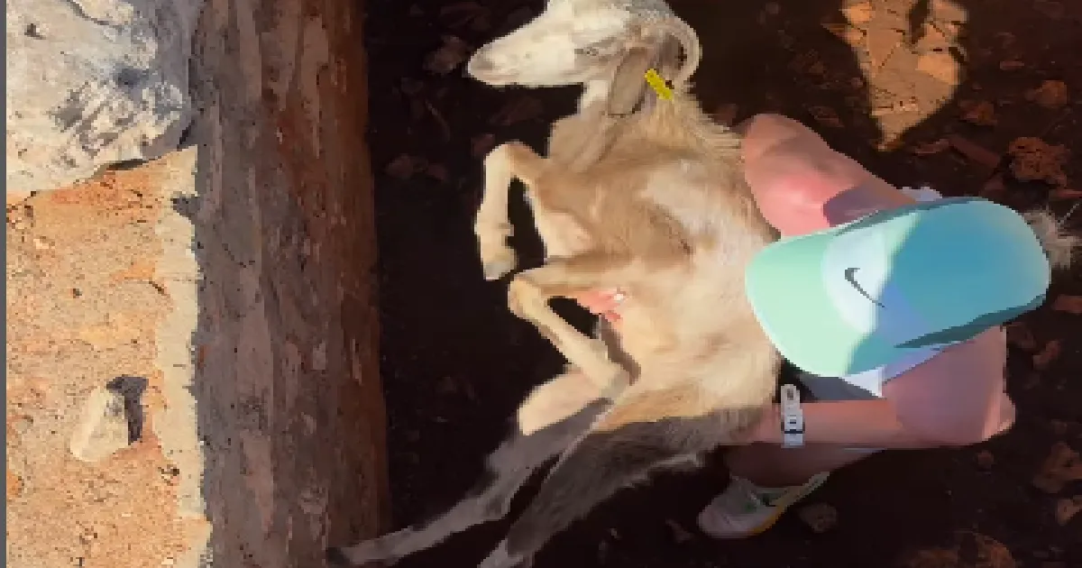 VIDEO: "GOAT helps goat" - Demi Vollering saves the poor animal that ...