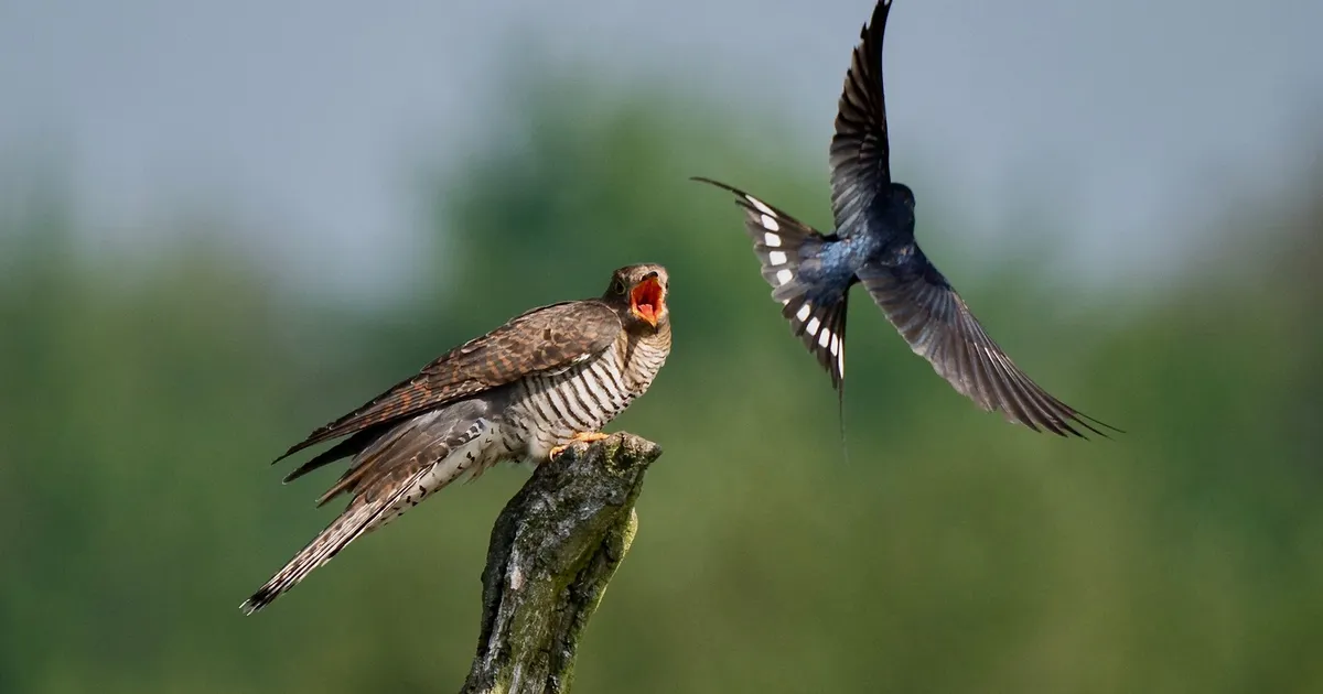 Bijzondere fotopresentatie natuurfotograaf Johan Vos