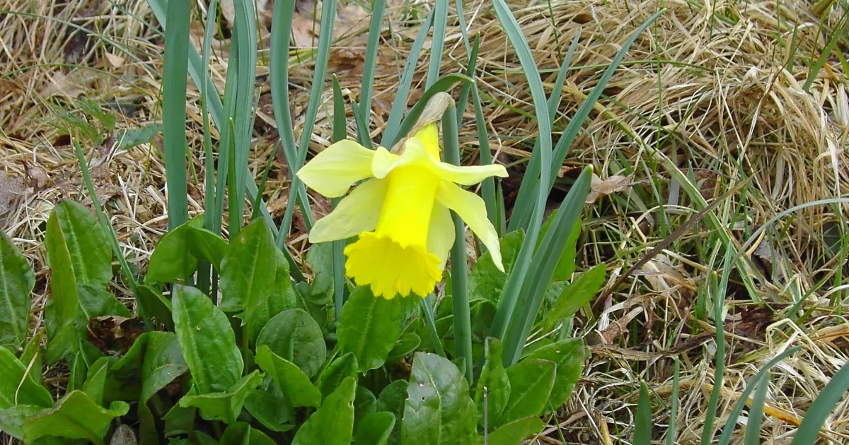 Wilde narcis moet meer beschermd worden
