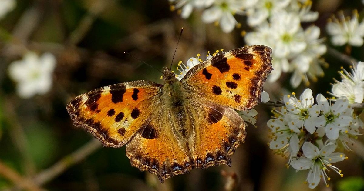 Excursie Vlindertuin en Vlinderommetje in Zuidwolde