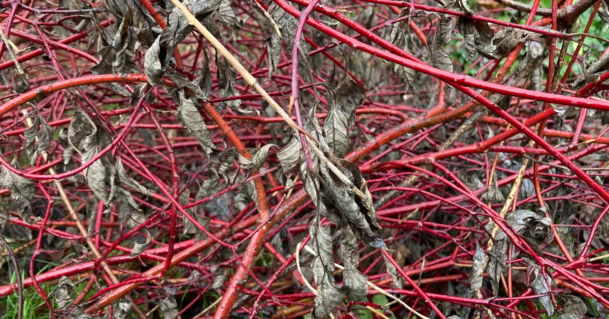 Rode kornoelje heeft rode takken