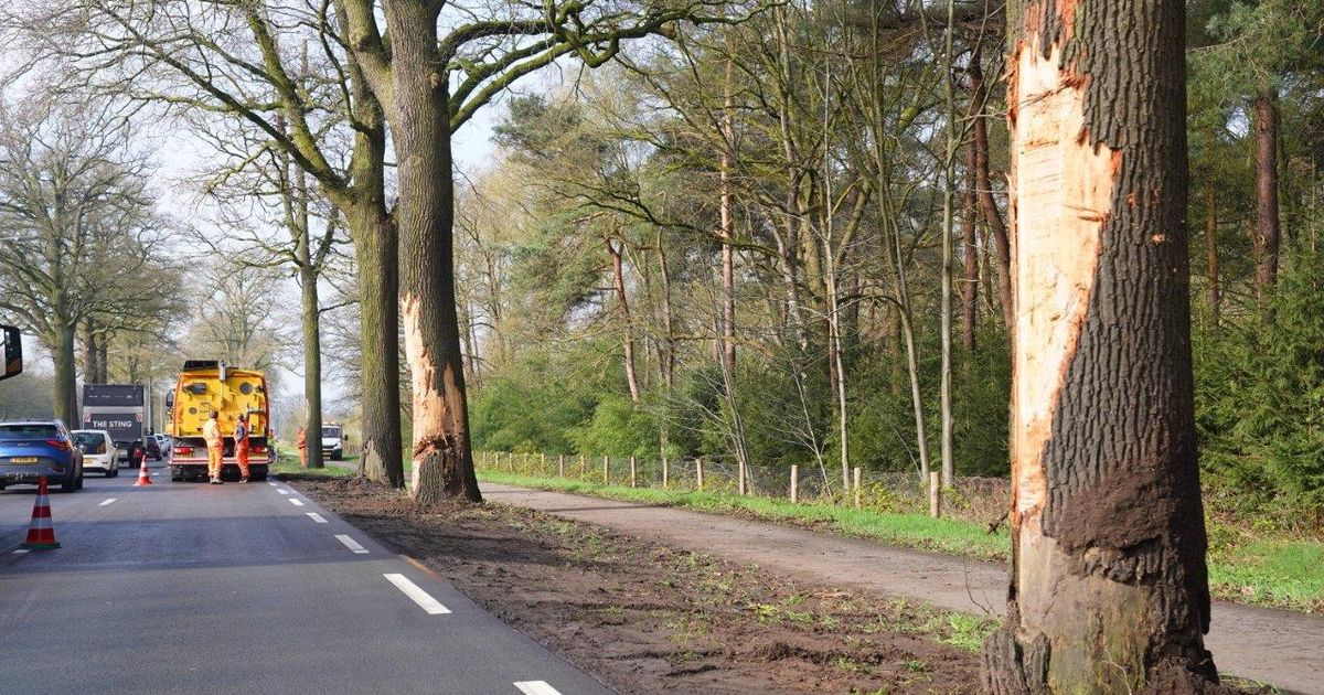 Vrachtwagen met 20.000 kilo aan betonnetten ramt drie bomen