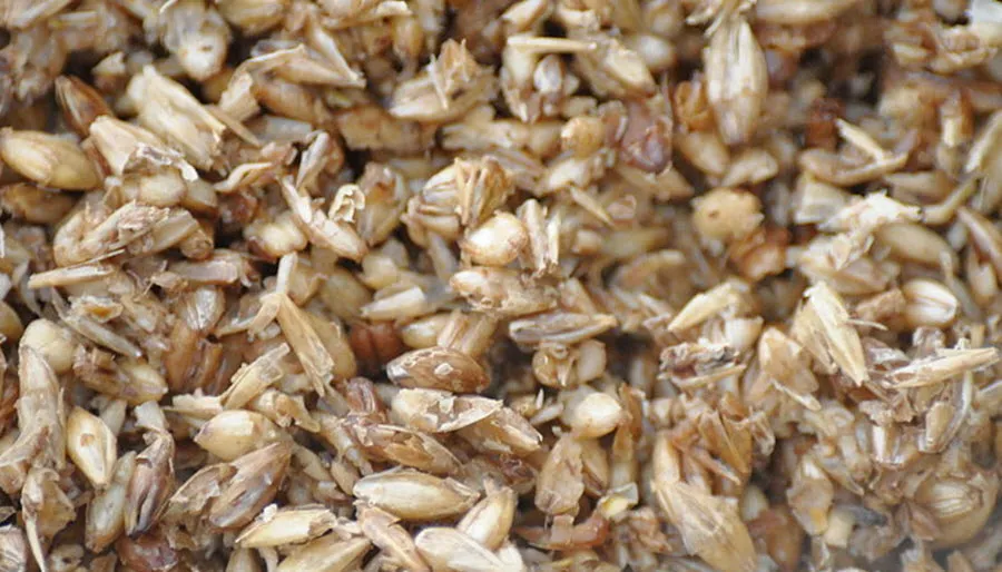 Het voordeel van bierbostel voor vleesvee