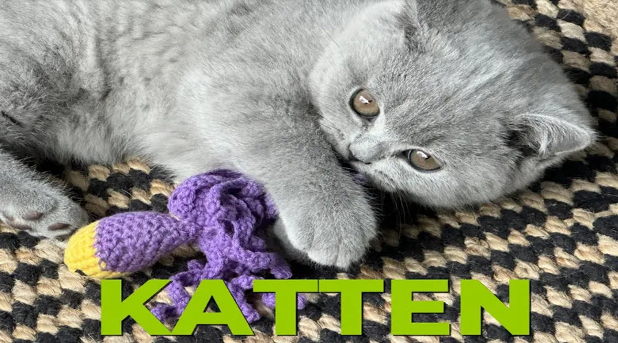 Mijmeringen: 'Katten'