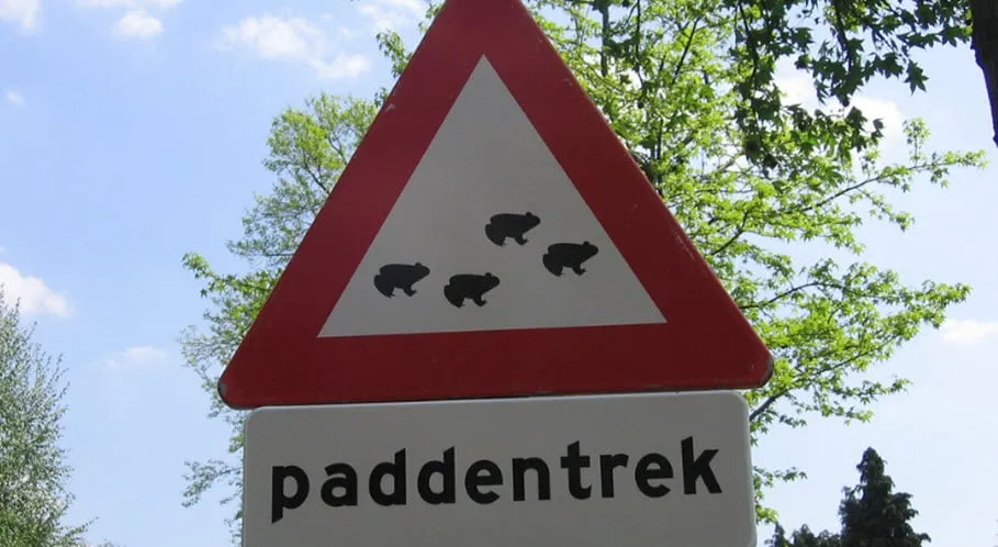 Dongen heeft weer een paddenoversteekplaats