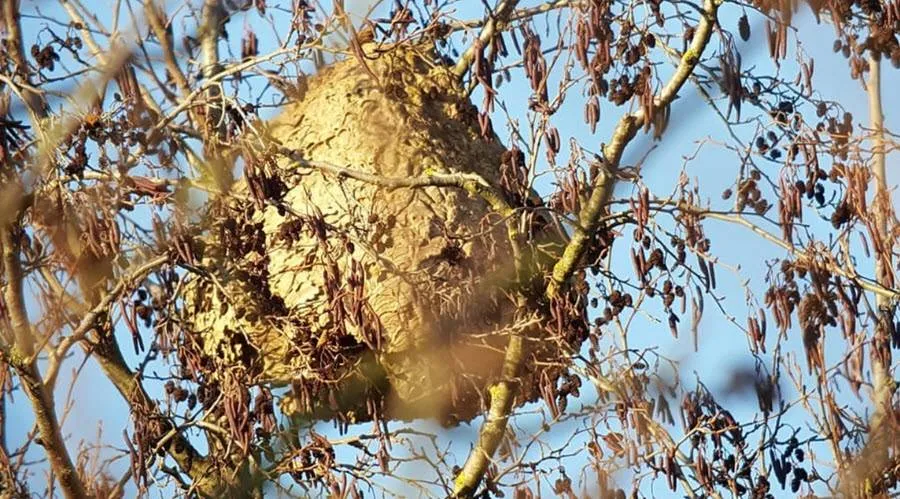 Nest van een Aziatische hoornaar of wesp gezien? Meld het!