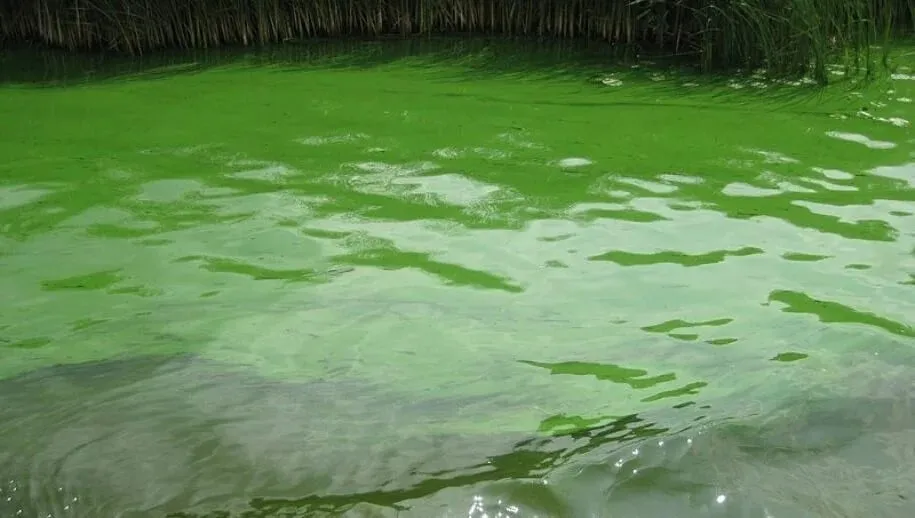Intrekking Waarschuwing Blauwalgen: Zwemgebieden Appeltern nu veilig ...