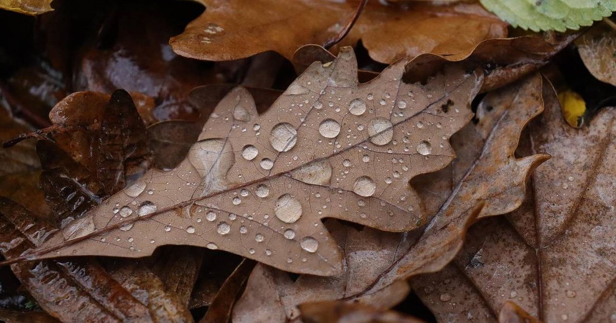 Winderig begin van december, zacht en wisselvallig weer komende week