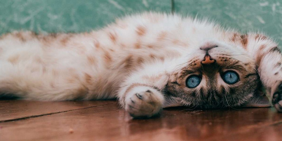International Cat Day: 10 grappige weetjes over katten