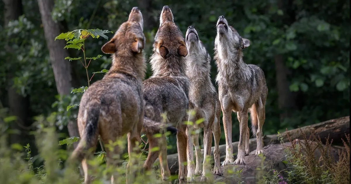 Fietspad bij Planken Wambuis bij Otterlo tijdelijk afgesloten vanwege ...