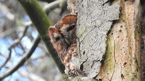 Natuurexcursie voor kleuters