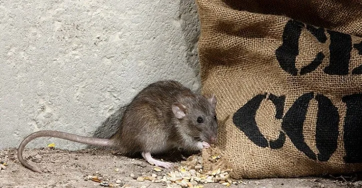 Muizen en ratten nemen Nederland over