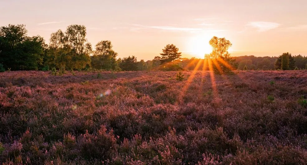 Even de natuur in: de mooiste paarse heidevelden van september