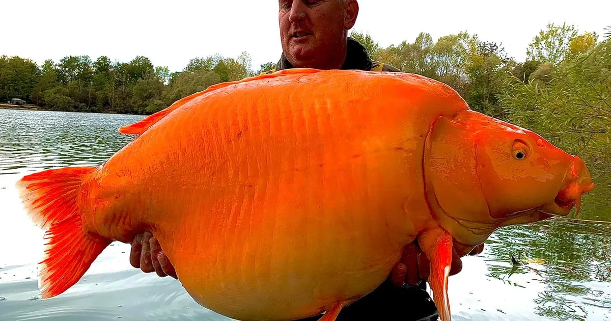 Grootste goudvis ter wereld is gevangen in de Franse Champagenestreek