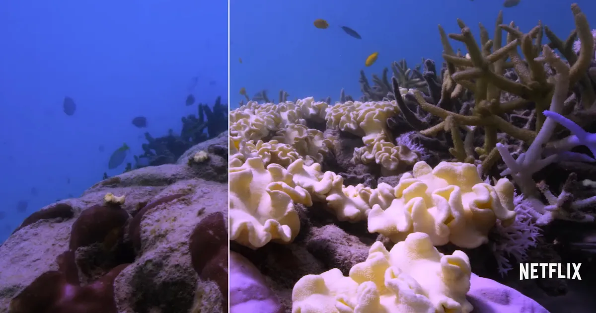 Netflix documentaire 'Chasing Coral' is adembenemend mooi en verontrustend