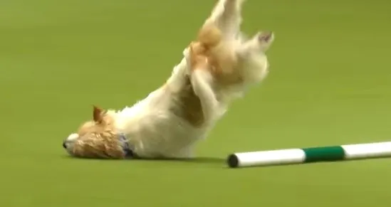 Jack Russell doet zijn eigen ding tijdens hondenshow