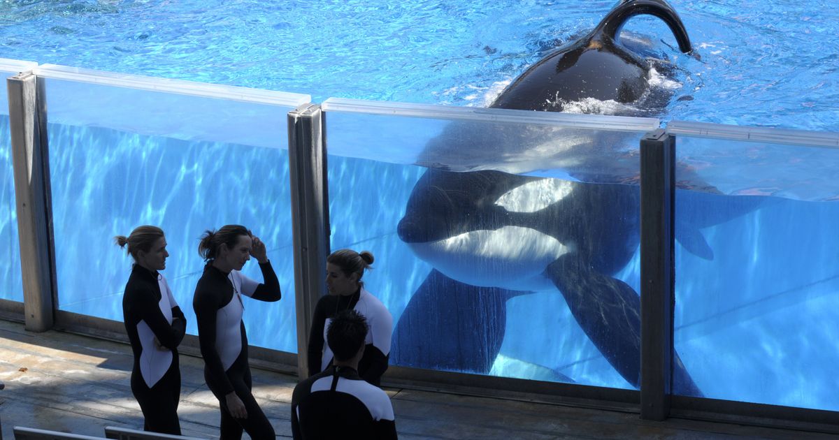 Er is eindelijk een verbod op de orka shows in SeaWorld San Diego
