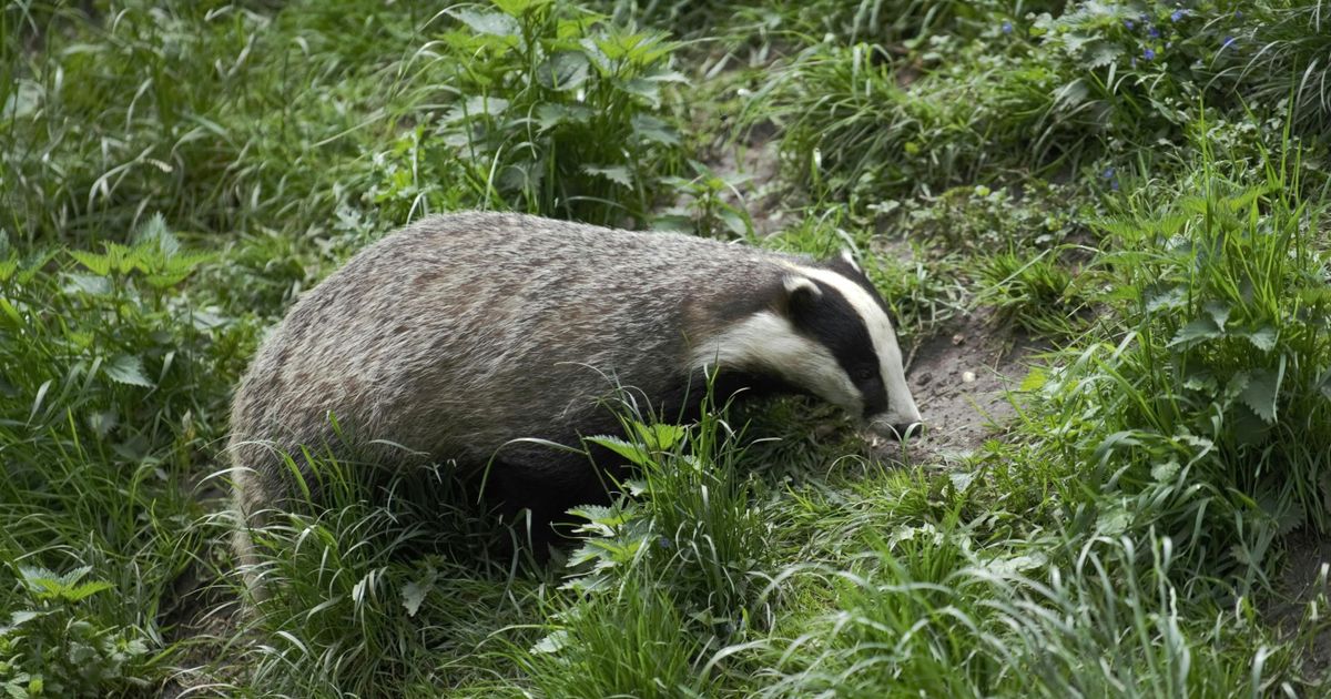 Drentse dassen gaan los voor de wildcamera