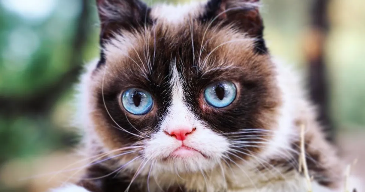 R.I.P. Grumpy Cat: de meest legendarische kat op aarde