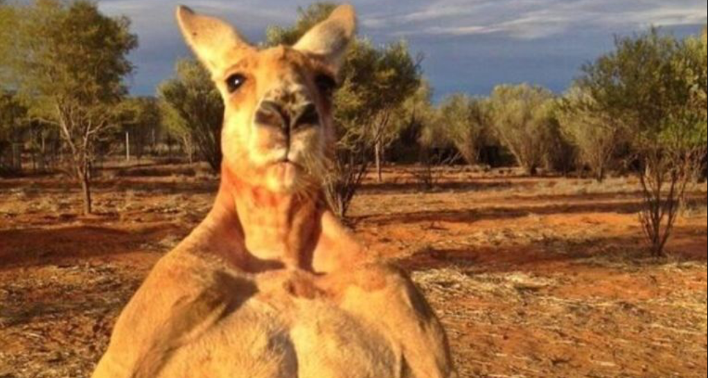 Een Australische kangoeroe is op oorlogspad en laat niets en niemand heel