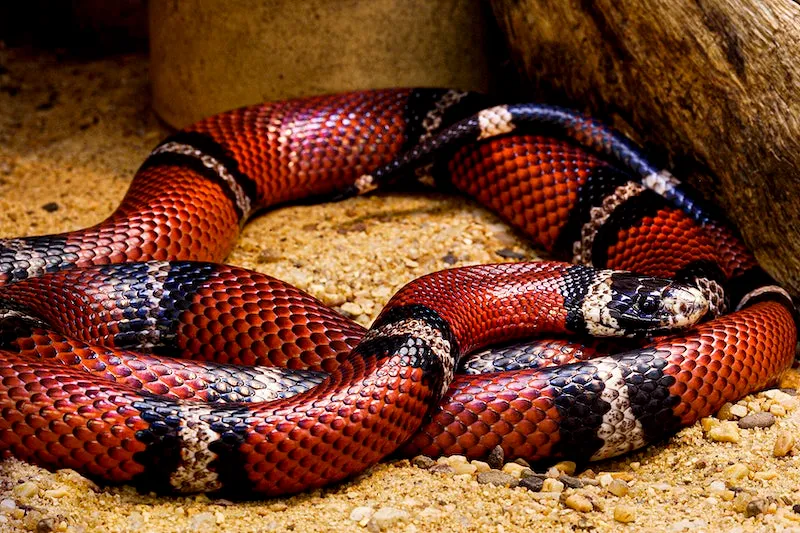 Zes meter lange python glibbert zonder pardon een random slaapkamerraam ...