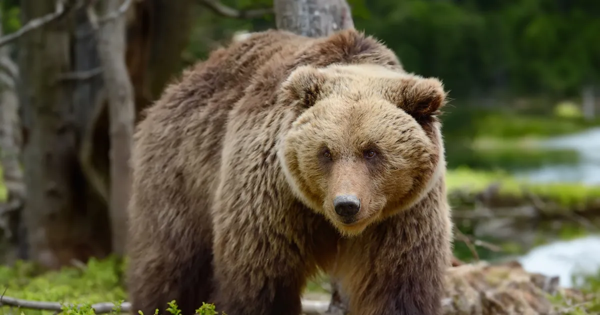 Scammers verkleed als beer proberen verzekering voor 133K op te lichten