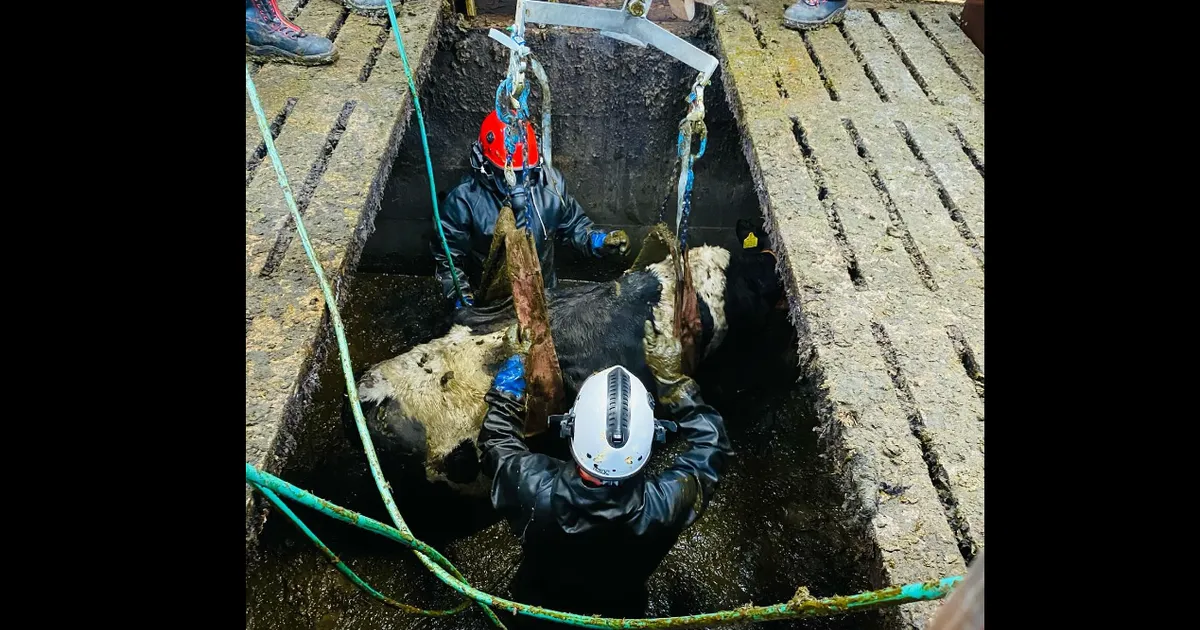 Brandweer Rijen redt kalf uit gierput