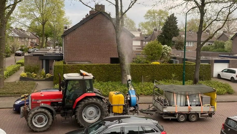 Overlast eikenprocessierups: wat kunt u doen?